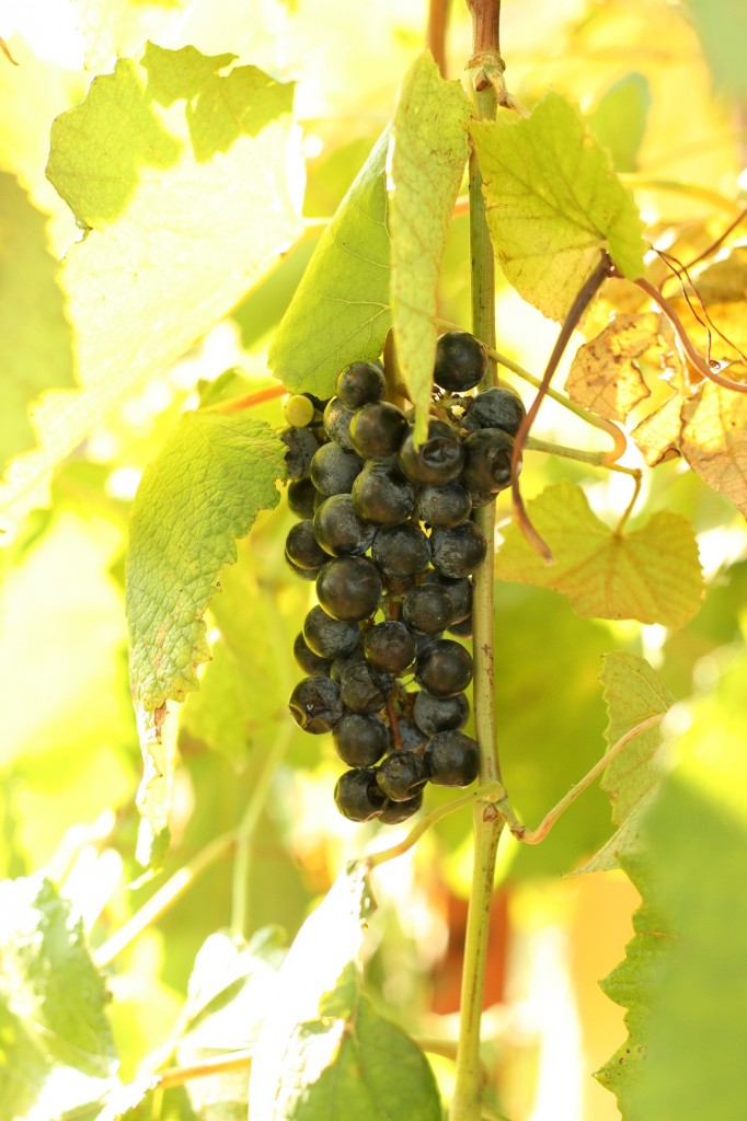 Norton: Dark Knight of American Wine – Midwest Wine Press