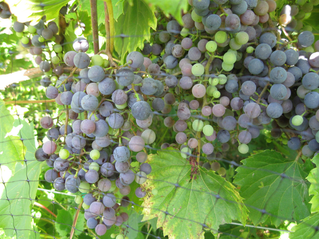 Cold Hardy Grapes Make Vivacious Verjus – Midwest Wine Press